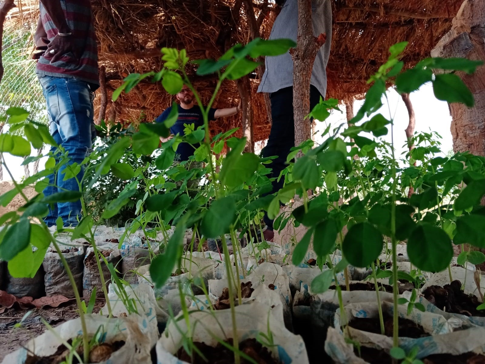 Update on Native Tree Nursery: seedlings are replanted to five schools ...